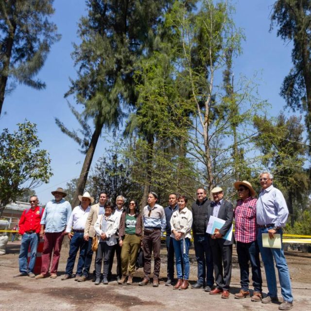 Ahuehuete de Reforma será reubicado en el Vivero Nezahualcóyotl ...